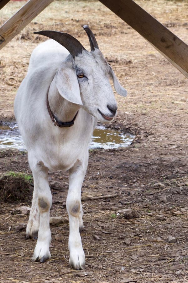 Barnyard Scenes in Western Canada Stock Photo - Image of country, feed ...
