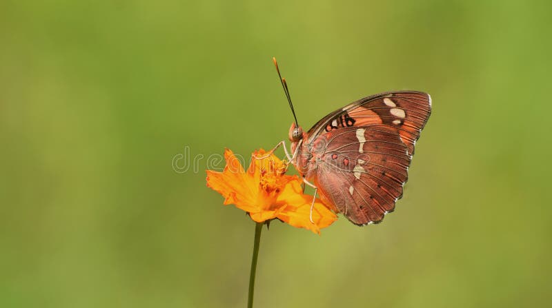 Baronet Butterfly on a Flower Stock Photo - Image of green, butterfly ...