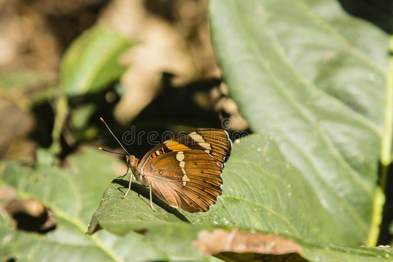 Baronet Butterfly on Leaf stock image. Image of wildlife - 136925071