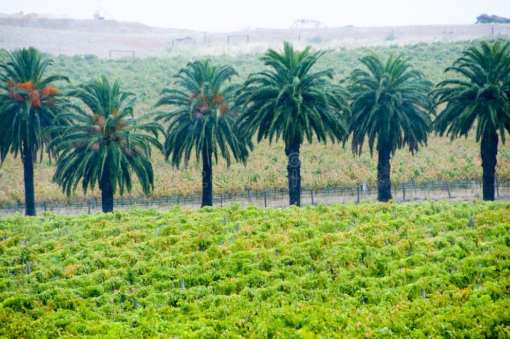 Barossa Valley stock photo. Image of agriculture, field - 257942132