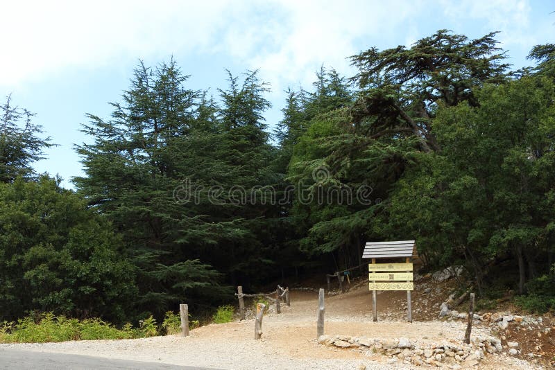 Barouk Cedar Forest editorial image. Image of people - 177708080
