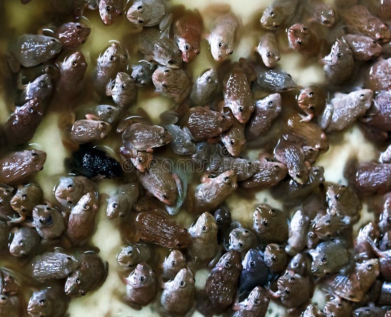 Las Ranas Esperan Para Coger Insectos Imagen de archivo - Imagen de ...