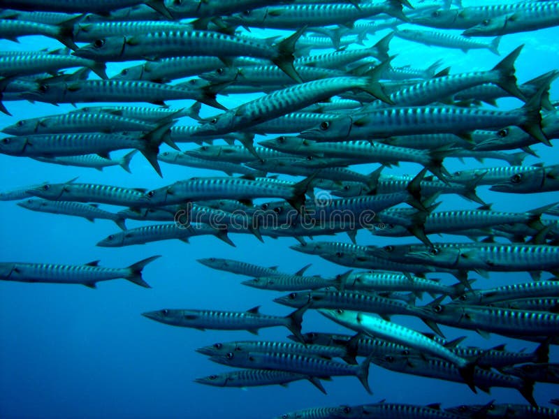 Barracuda in the Blue stock image. Image of blue, adventure - 9725617
