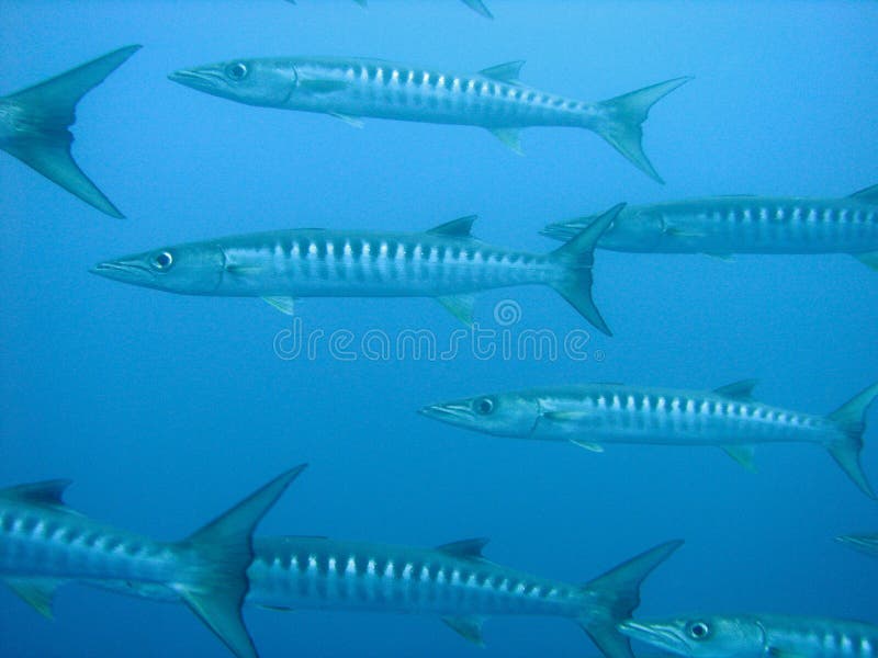 Barracuda in the Blue stock image. Image of blue, adventure - 9725617