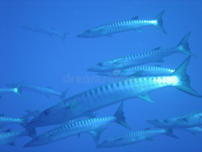 Barracuda in the Blue stock image. Image of blue, adventure - 9725617