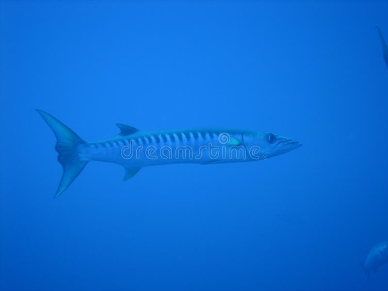 Barracuda in the Blue stock image. Image of blue, adventure - 9725617