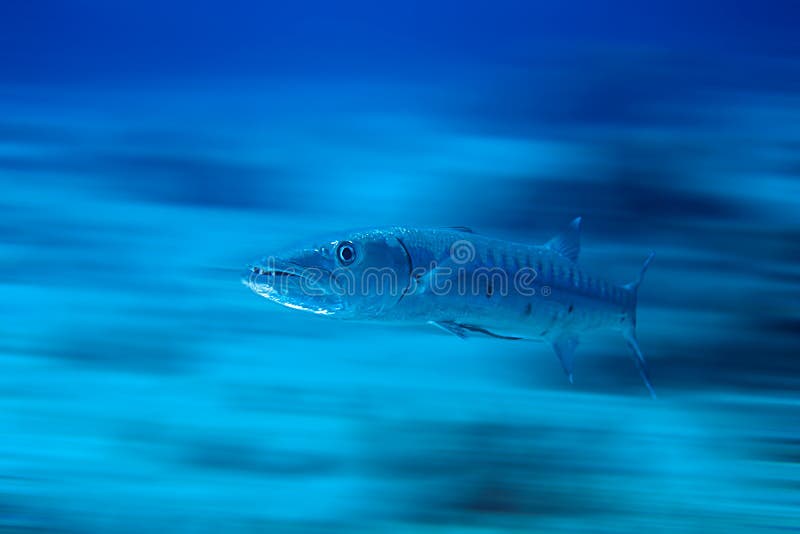 Barracuda stock photo. Image of fish, fast, animal, predator - 22648092