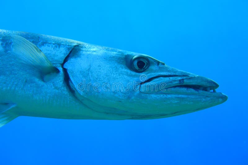 Barracuda in the Blue stock image. Image of blue, adventure - 9725617