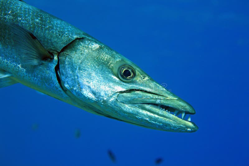 Barracuda stock photo. Image of coral, asia, aquatic - 25754308