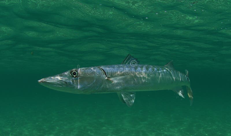 Barracuda Fish Swimming in Blue Ocean Water Stock Image - Image of ...