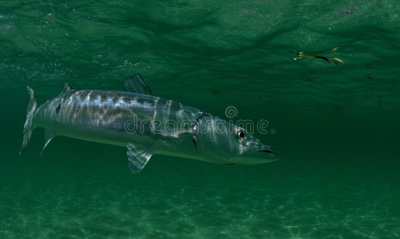Barracuda Fish Swimming in Blue Ocean Water Stock Image - Image of ...