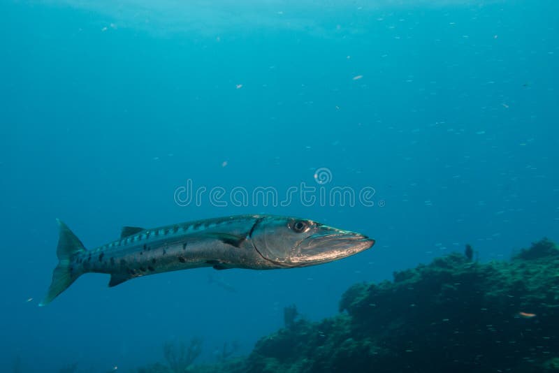 Barracuda stock photo. Image of lagoon, mesoamerican - 31685542