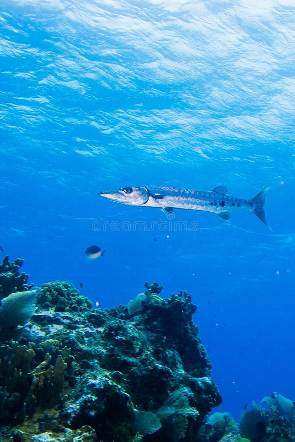 Mexican Barracuda stock photo. Image of fish, coral, environment - 38560528