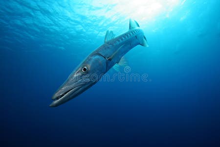 Barracuda in the Blue stock image. Image of blue, adventure - 9725617