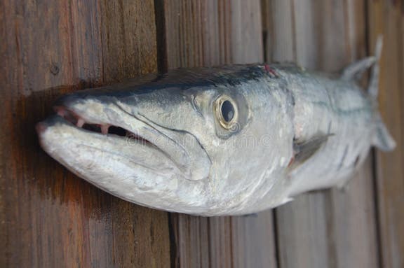 Barracuda closeup stock photo. Image of closeup, hunt - 13239558