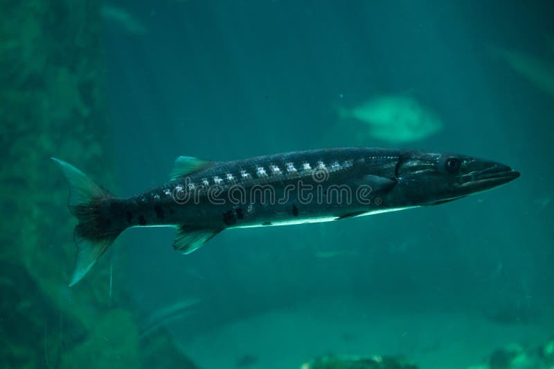 Barracuda Del Sphyraena De La Gran Barracuda Imagen de archivo - Imagen ...