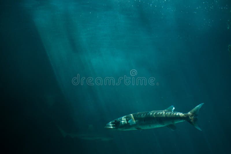 Barracuda Del Sphyraena De La Gran Barracuda Foto de archivo - Imagen ...