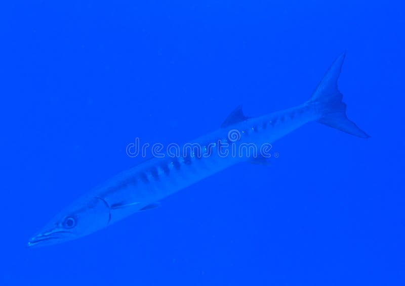 Barracuda di Blackfin immagine stock. Immagine di animale - 29133745