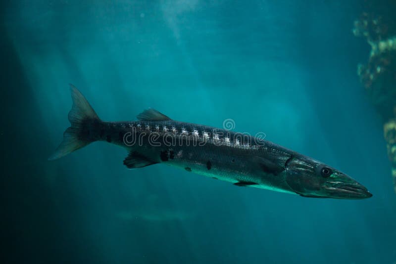 Grande Barracuda Sphyraena Barracuda. Imagem de Stock - Imagem de azul ...