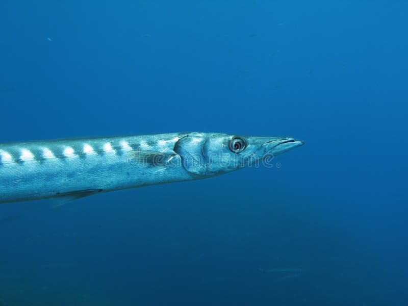 Barracuda fish stock image. Image of blue, emotion, diving - 17478965