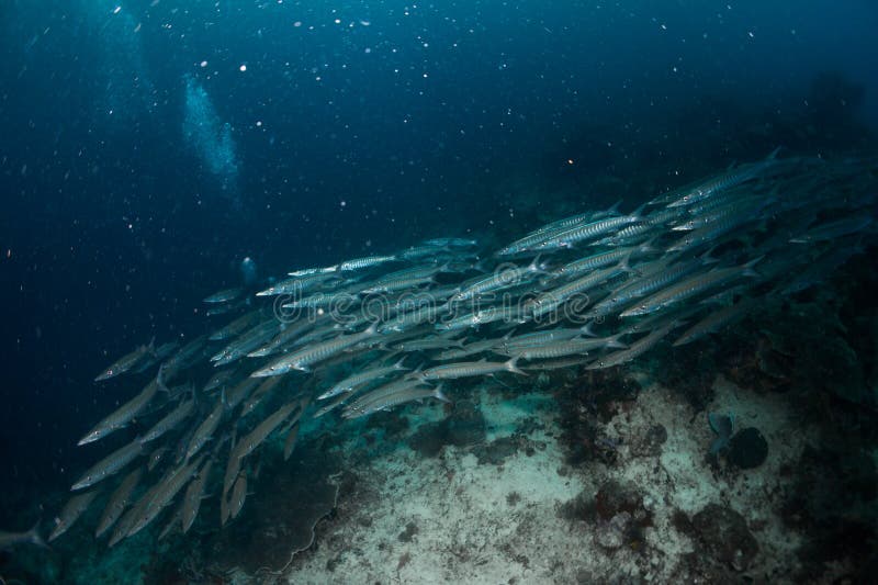 Barracuda Fish stock image. Image of baracuda, water - 74535131