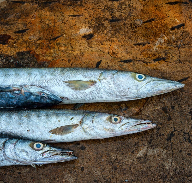 Barracuda fish background stock photo. Image of organic - 29889604