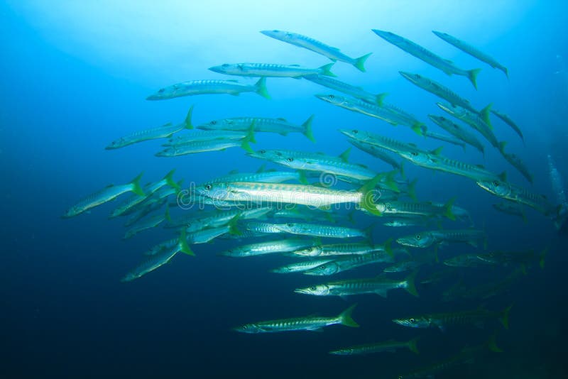 School of Barracuda fish stock photo. Image of tuna, ocean - 25924820