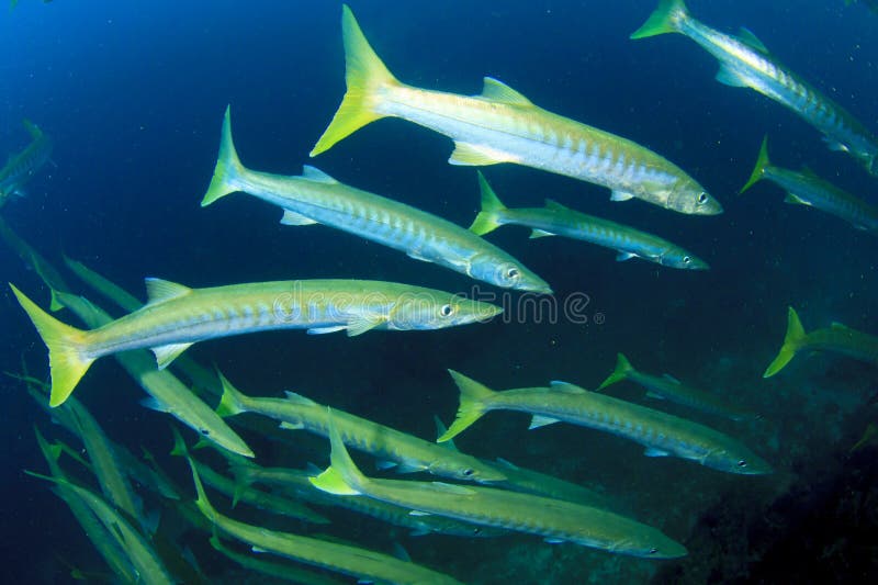 School of Barracuda fish stock photo. Image of tuna, ocean - 25924820