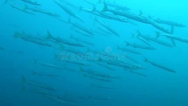 A 3D Barracuda Fish Swimming Loop Animation on Alpha Matte Stock Video ...