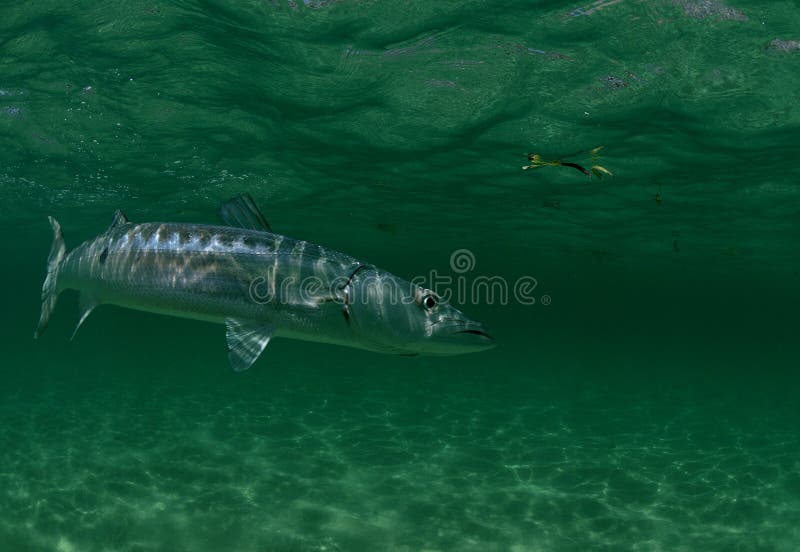 Barracuda Fish Swimming in Blue Ocean Water Stock Image - Image of ...