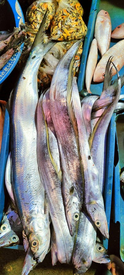 Barracuda Fish To Be Sold in the Market Stock Photo - Image of health ...