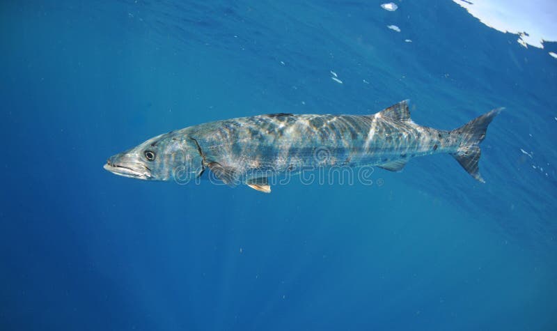 Barracuda Fish Underwater Swimming in Ocean Stock Image - Image of ...