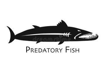 Barracuda Fish for Your Design Stock Vector - Illustration of hunter ...