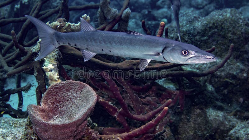 Grand Barracuda, Natation De Poissons Photo stock - Image du bahamas ...