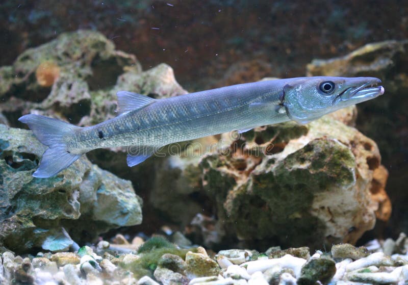 Grand Barracuda, Natation De Poissons Photo stock - Image du bahamas ...
