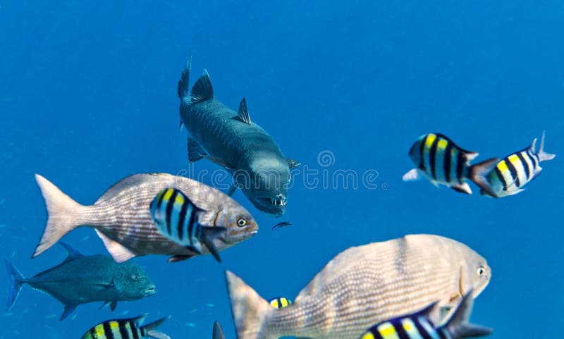 Barracuda stock photo. Image of genie, barracuda, predatory - 68912822