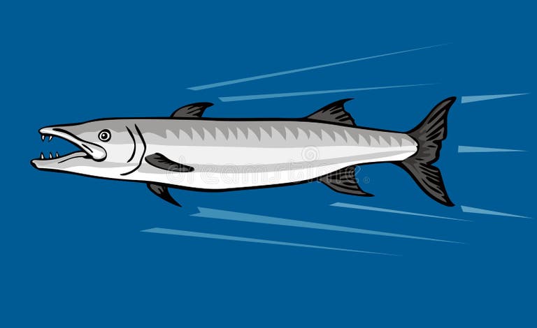 Barracuda Stock Illustrations – 998 Barracuda Stock Illustrations ...