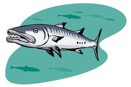 Barracuda Stock Illustrations – 1,669 Barracuda Stock Illustrations ...