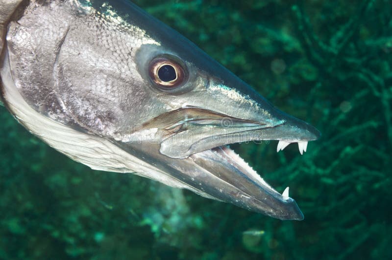 Barracuda Royalty Free Stock Photography - Image: 32707457