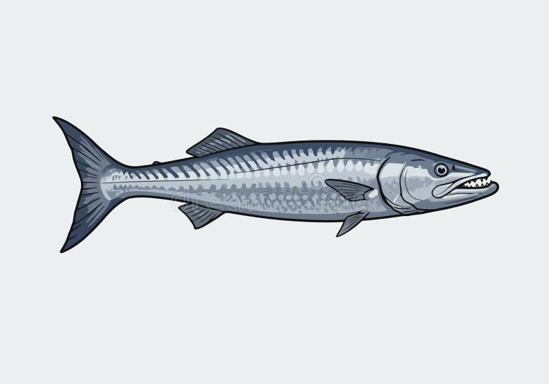 Barracuda illustration. stock illustration. Illustration of grey ...