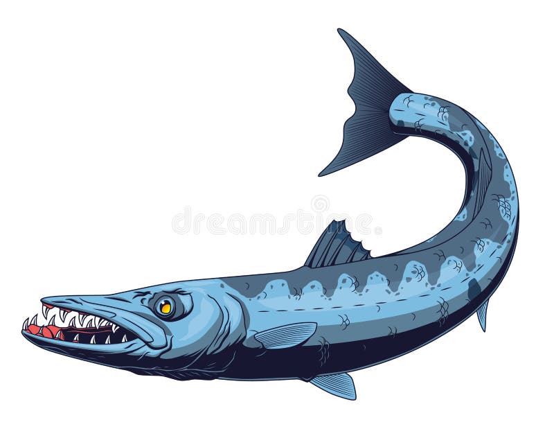 Barracuda Stock Illustrations – 689 Barracuda Stock Illustrations ...