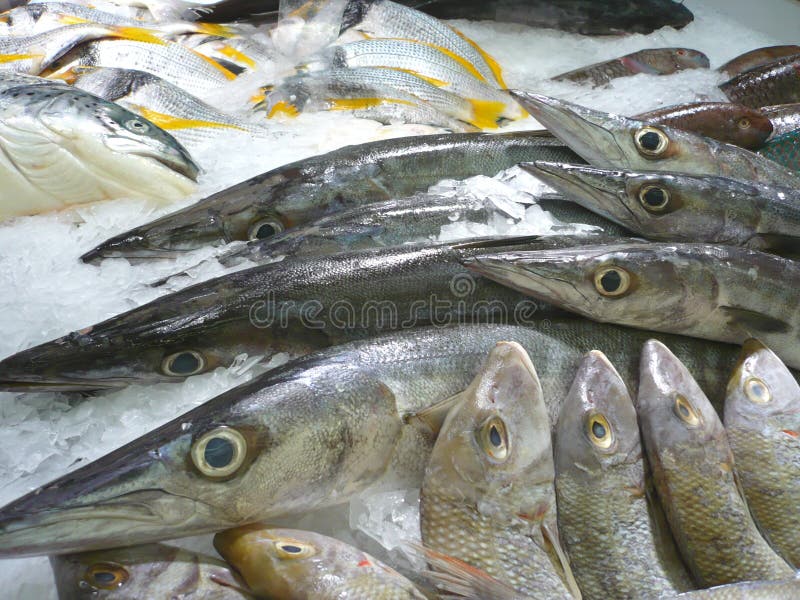 Frozen fish - Barracuda stock image. Image of slice, sliced - 27701255