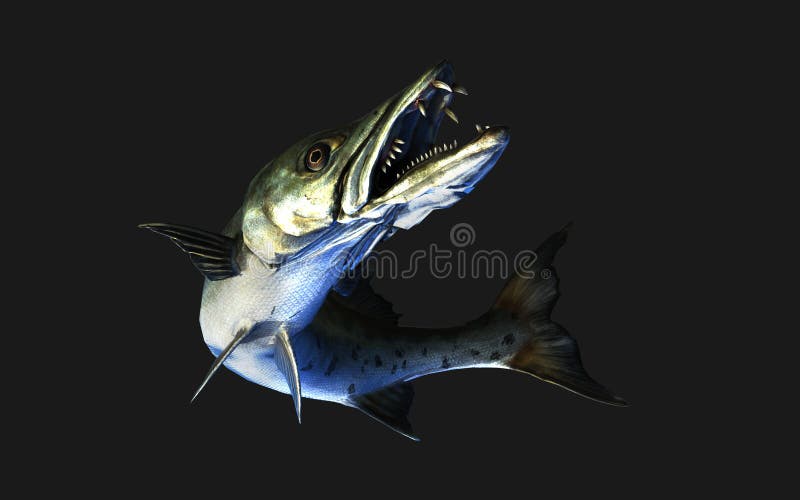 Barracuda-Predator of the Deep Stock Illustration - Illustration of ...