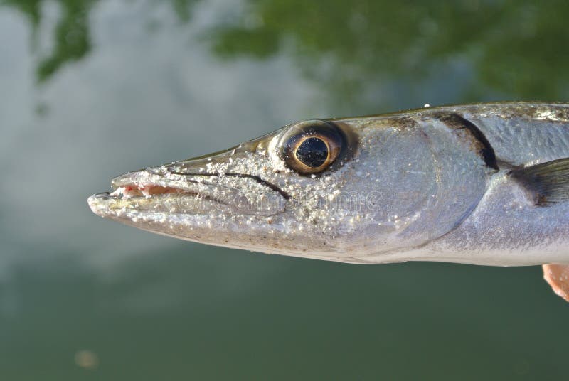 Baby barracuda stock image. Image of sunburst, baby, fish - 21941033