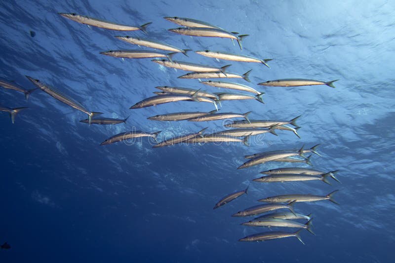 Barracuda School of Fish Close Up in the Deep Blue Sea Stock Image ...
