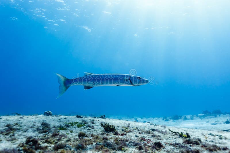 Close Up Of Barracuda Teeth In Blue Water, Sphyraena Barracuda Stock ...