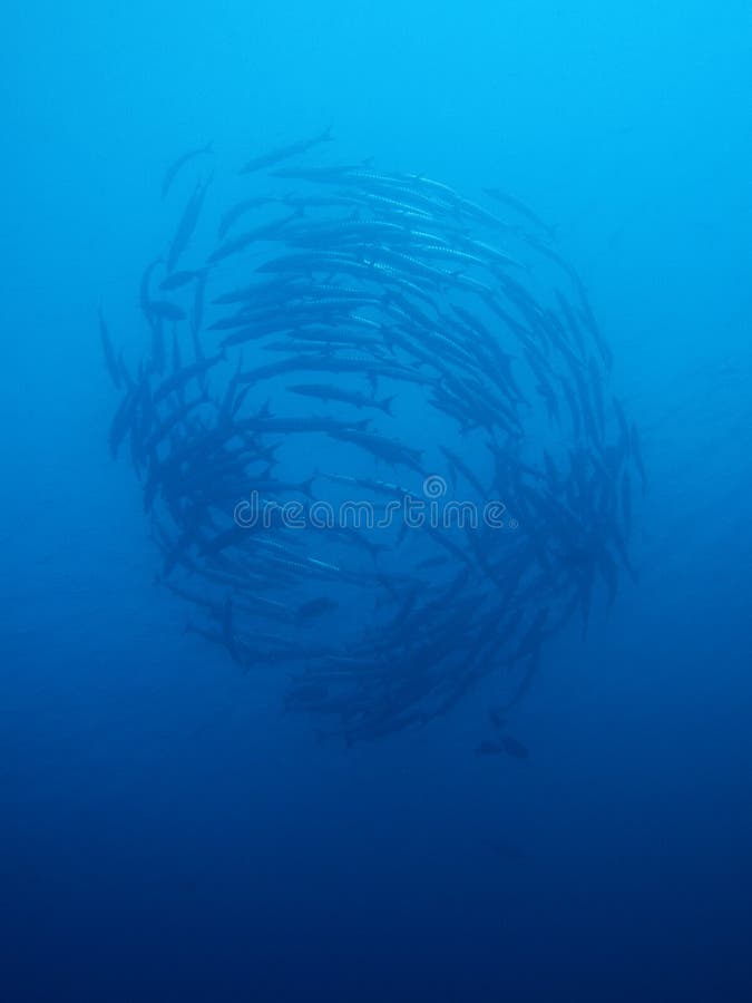 Barracuda Storm stock image. Image of storm, fish, barracuda - 7401915