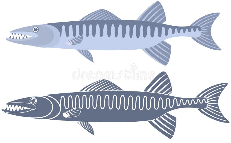 Barracuda stock vector. Illustration of fish, abstract - 48620689