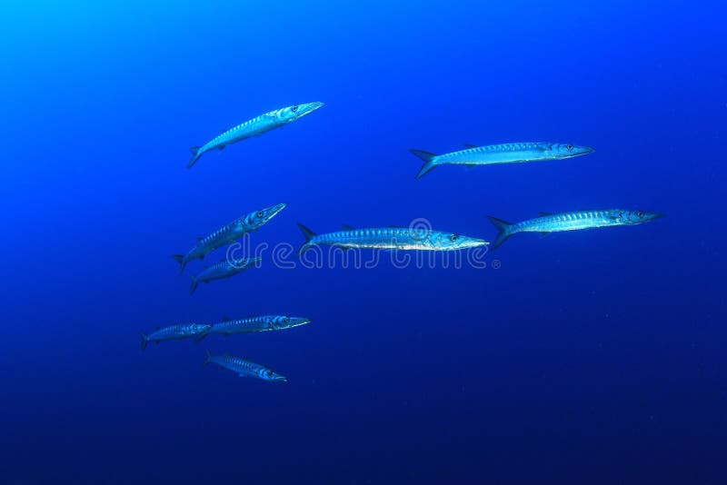 School of Barracuda fish stock photo. Image of tuna, ocean - 25924820