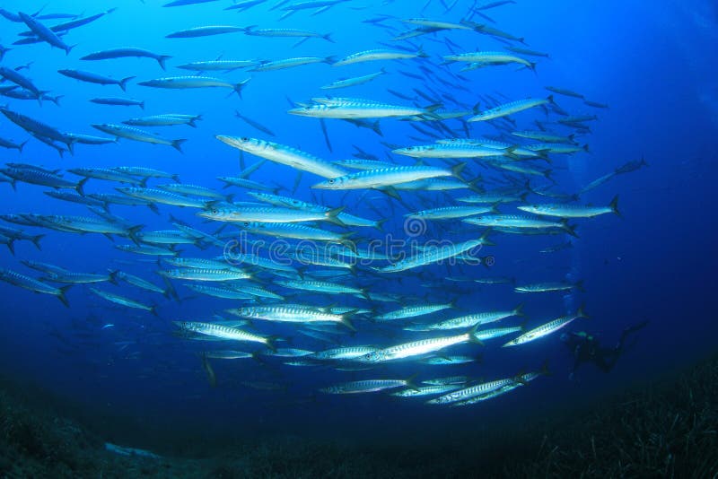 School of Barracuda fish stock photo. Image of tuna, ocean - 25924820